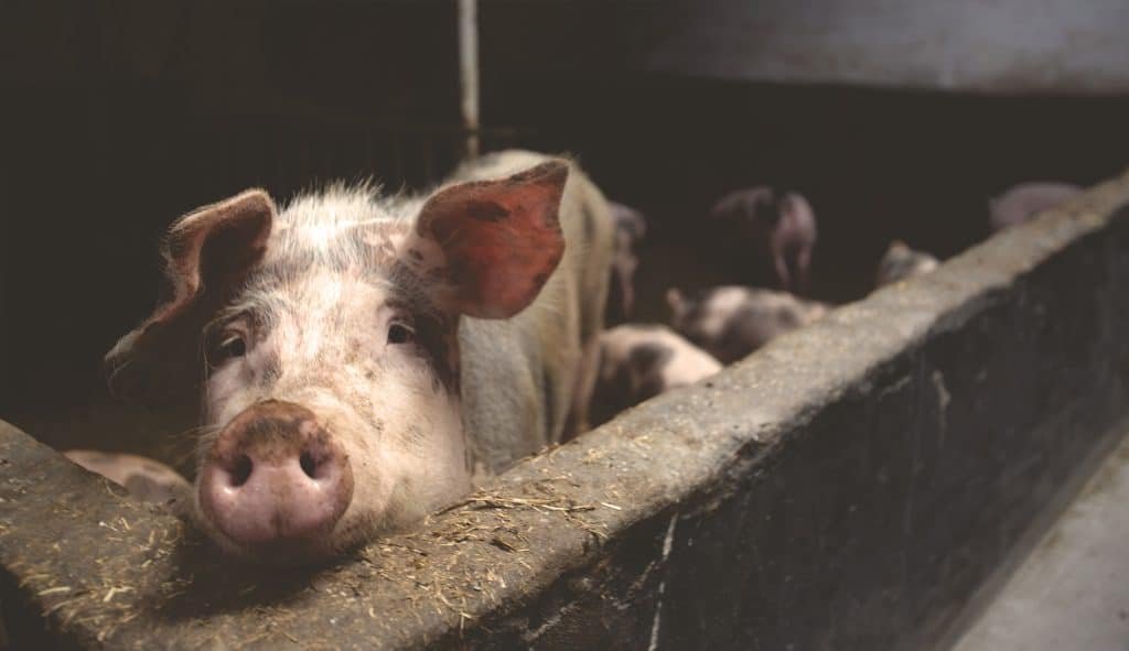 Why Can t Muslims Eat Pork Extremely Information On Food In Islam Why Can t Muslims Eat Pork Extremely Information On Food In Islam